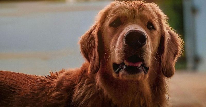 8 Ways Dogs Show They're Saying Goodbye — and 8 That Mean They're Still ...