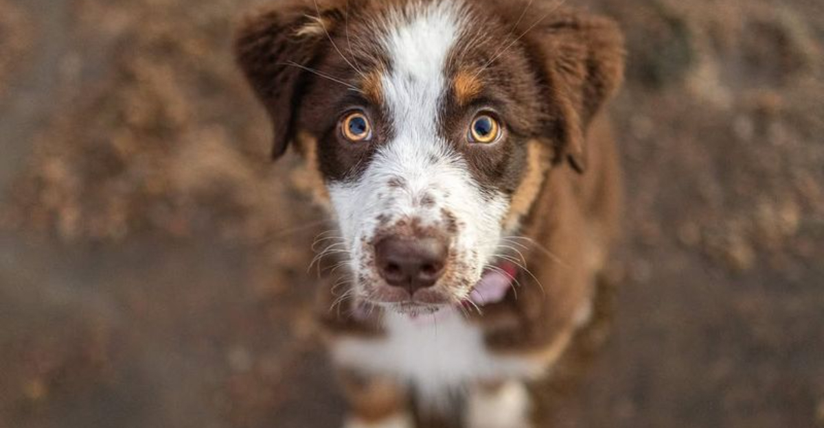 9 Obedient Dog Breeds That Aim to Please — and 6 That March to Their ...