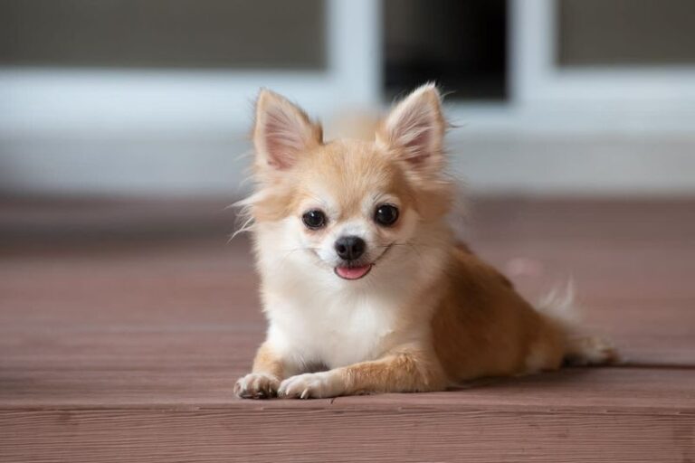 9 Super-Clingy Dog Breeds That Crave Your Love - and 8 That Value Their ...