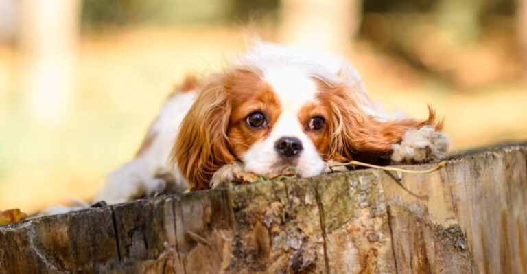 9 Super-Clingy Dog Breeds That Crave Your Love - and 8 That Value Their ...