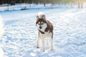 9 Types of Huskies You Should Know (And What Makes Each Unique) - Epic ...