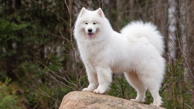 10 Types of Husky Dogs - Epic dogs tales