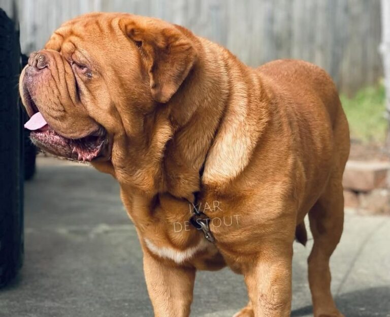 The 14 Heaviest Dog Breeds in the World - Some Weigh Over 200 Pounds ...
