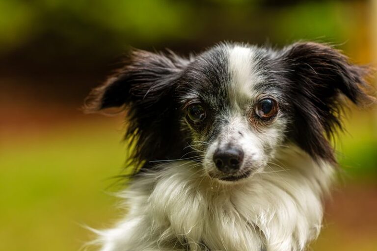 The 13 Most Beautiful Spotted Dog Breeds You’ll Ever See - Epic dogs tales