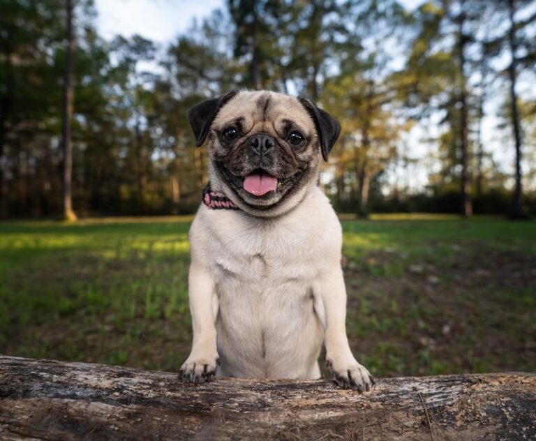 Arizona Vets Just Released List: 19 Dog Breeds Perfect for Desert ...
