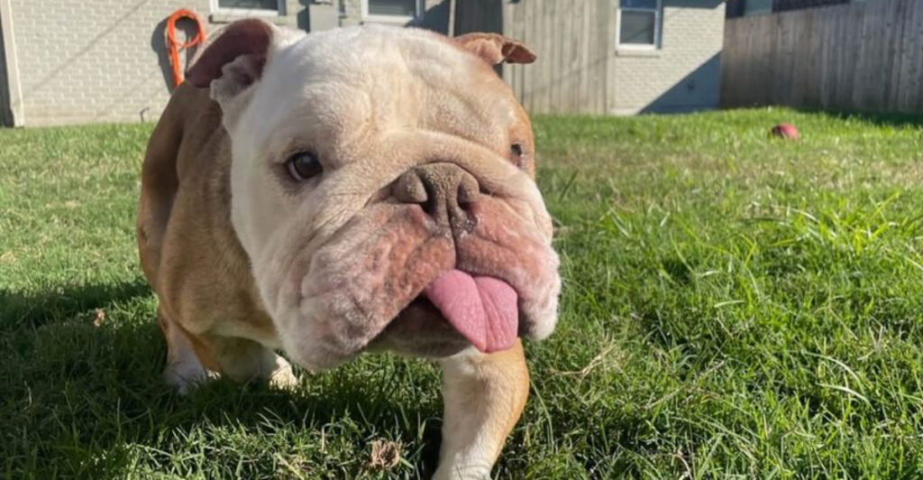 Arizona Vets Just Released List: 19 Dog Breeds Perfect for Desert ...