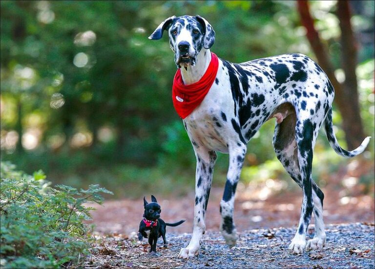 15 Of The Coolest Dog Breeds (And The Traits That Make Them Truly One ...