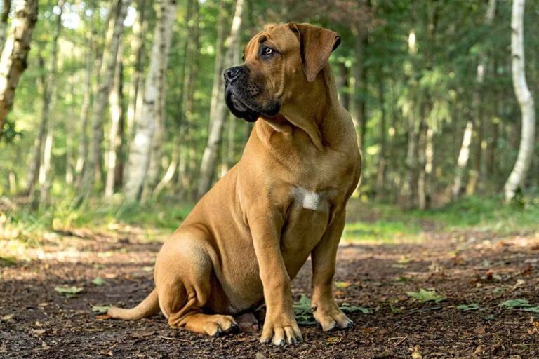 The 14 Heaviest Dog Breeds in the World - Some Weigh Over 200 Pounds ...