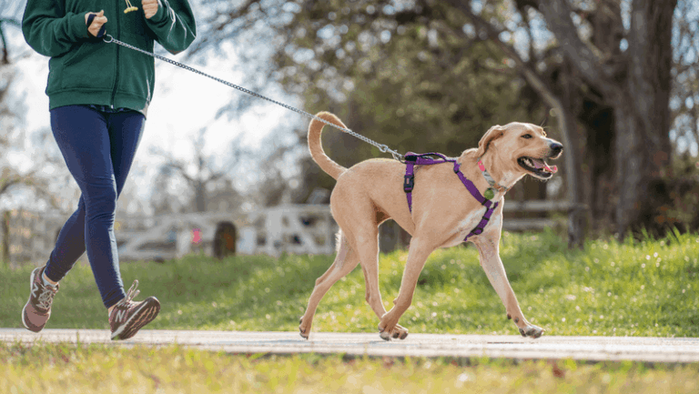 14 Reasons Why Walking Your Dog Is Crucial to Their Health - Epic dogs ...
