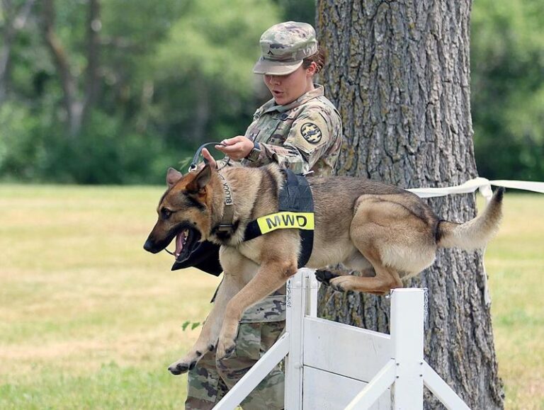 10 Incredible Types of Working Dogs and the Jobs They Excel At - Epic ...