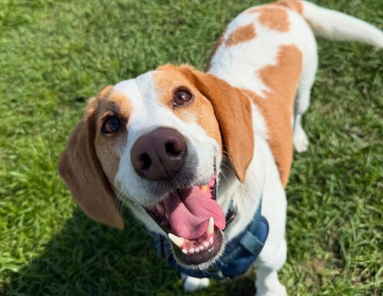 15 Dog Breeds That Are Always Smiling (and Will Make You Smile Too ...