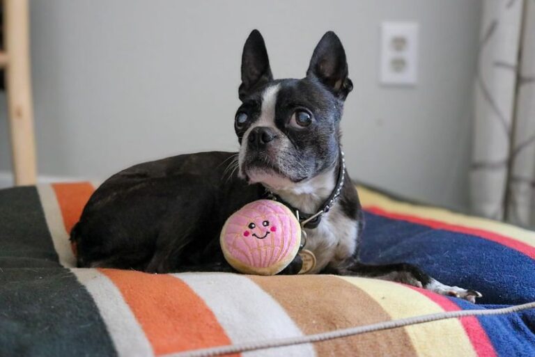 15 Dog Breeds That Are Always Smiling (and Will Make You Smile Too ...