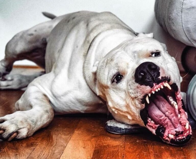The 25 Most Powerful Dog Breeds, Ranked by Jaw Strength - Epic dogs tales