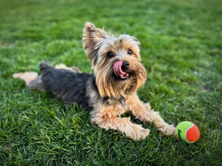 15 Of The Coolest Dog Breeds (And The Traits That Make Them Truly One ...