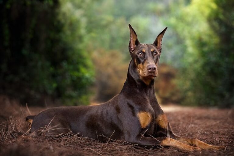 The 25 dog breeds that live the shortest, according to research - Epic ...