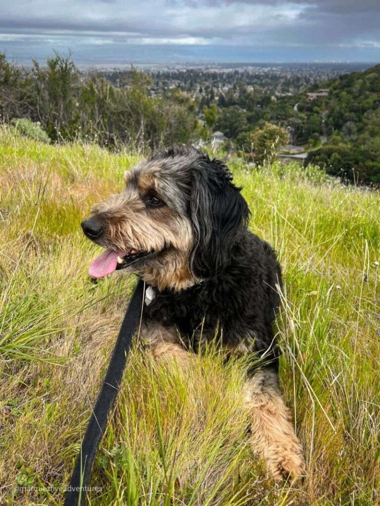 These 16 Dog-Friendly Hiking Trails Are Hidden Gems Most Pet Owners ...