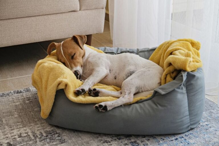 12 Signs of Aging in Dogs and How to Support Them Through It - Epic ...
