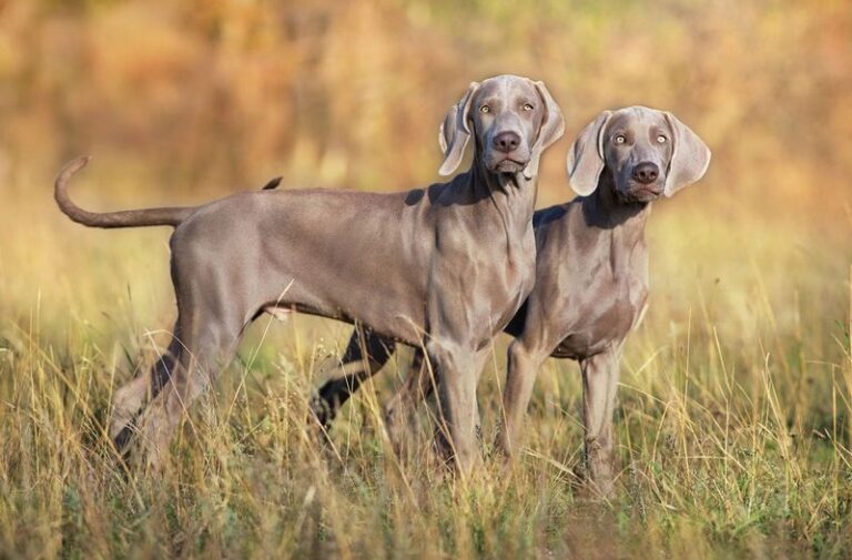 11 Long-Eared Dog Breeds Have This Surprising Trait - What Happens Next ...