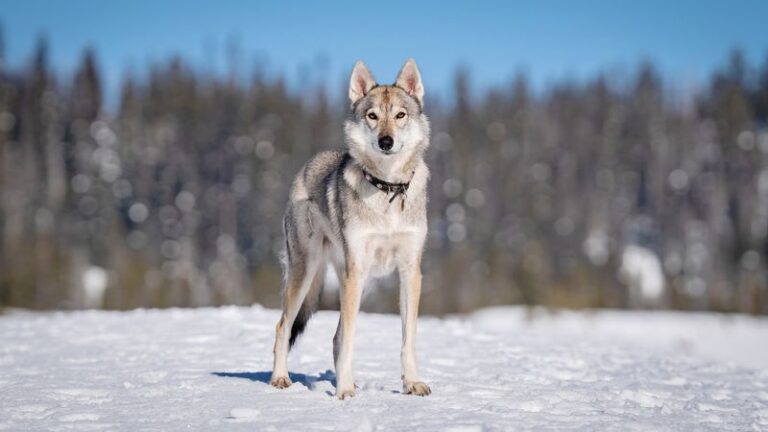 11 Dog Breeds That Are Basically Wolves - And 7 That Look Wild But Aren ...