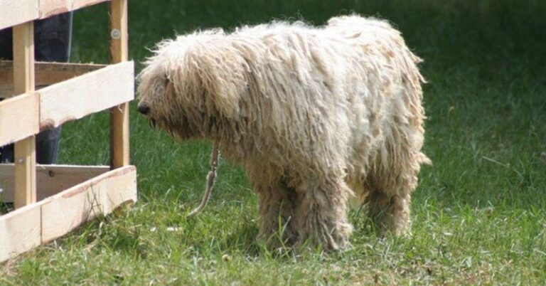 The 14 Heaviest Dog Breeds in the World - Some Weigh Over 200 Pounds ...