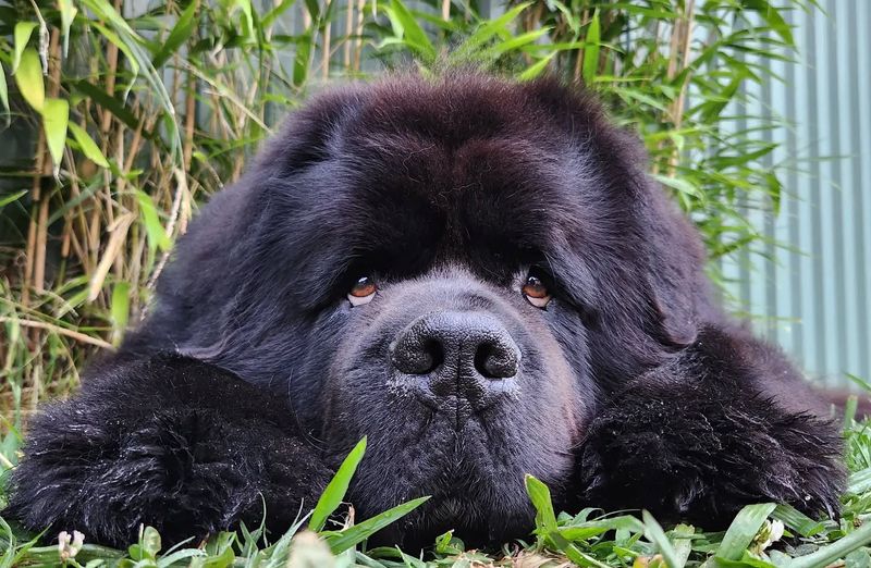 Don't Fear These 20 Giant Dog Breeds — They're Gentler Than Small Dogs ...