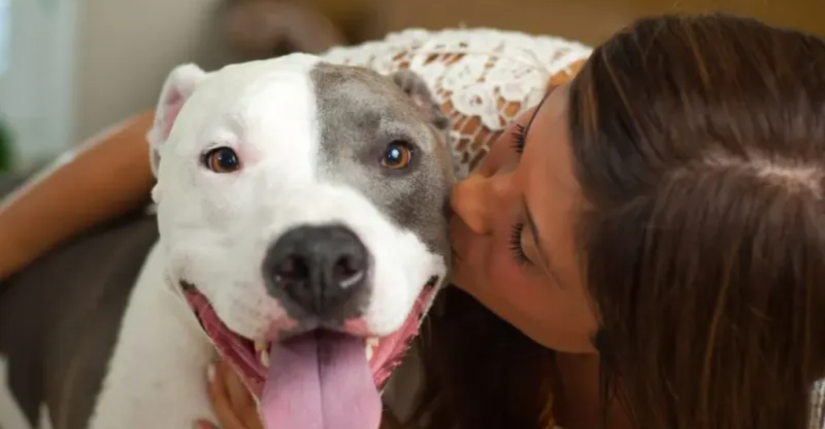 Don’t Overlook Pit Bulls — These 15 Reasons Show Why They Might Be the ...