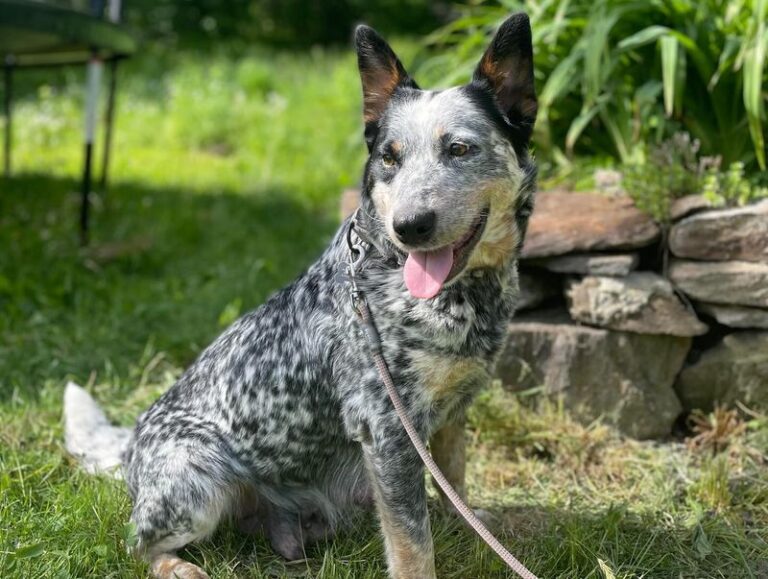 The 13 Most Beautiful Spotted Dog Breeds You’ll Ever See - Epic dogs tales