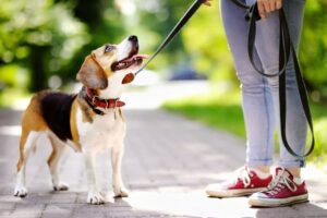 14 Reasons Why Walking Your Dog Is Crucial to Their Health - Epic dogs ...
