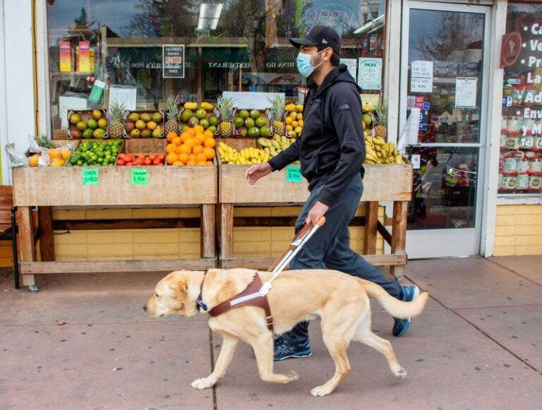 10 Incredible Types of Working Dogs and the Jobs They Excel At - Epic ...