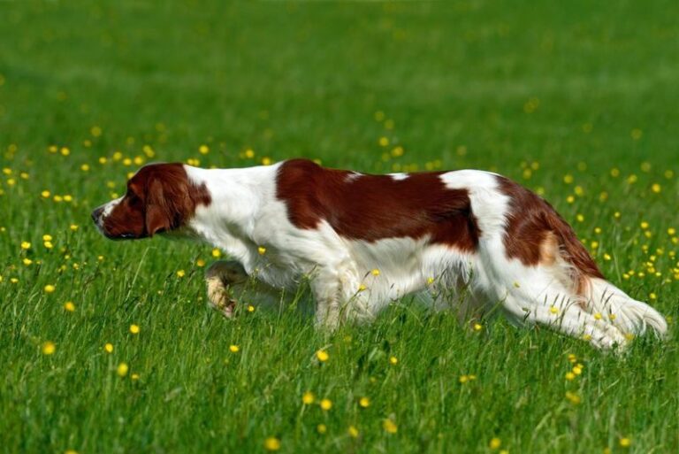 The 4 Main Types of Setter Dogs You Should Know - Epic dogs tales