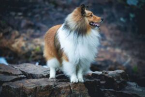 The 23 Most Gentle and Affectionate Dog Breeds That Just Want to Make ...