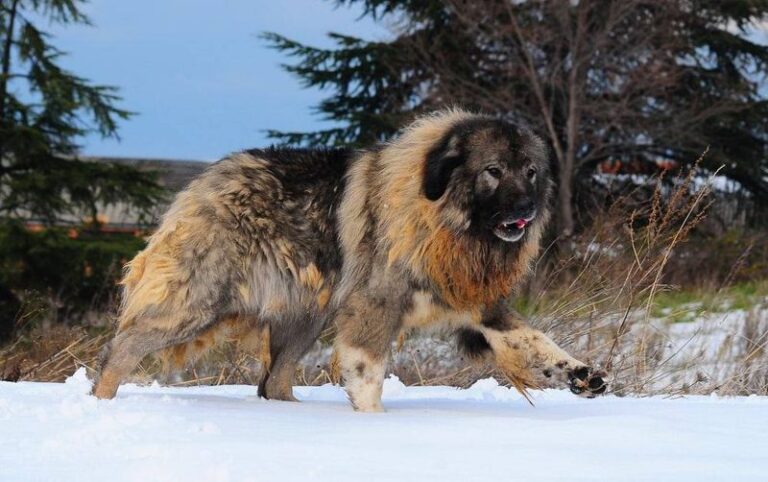 I Researched 10 Wolf Fighting Dogs for 6 Months - These Are the Real ...