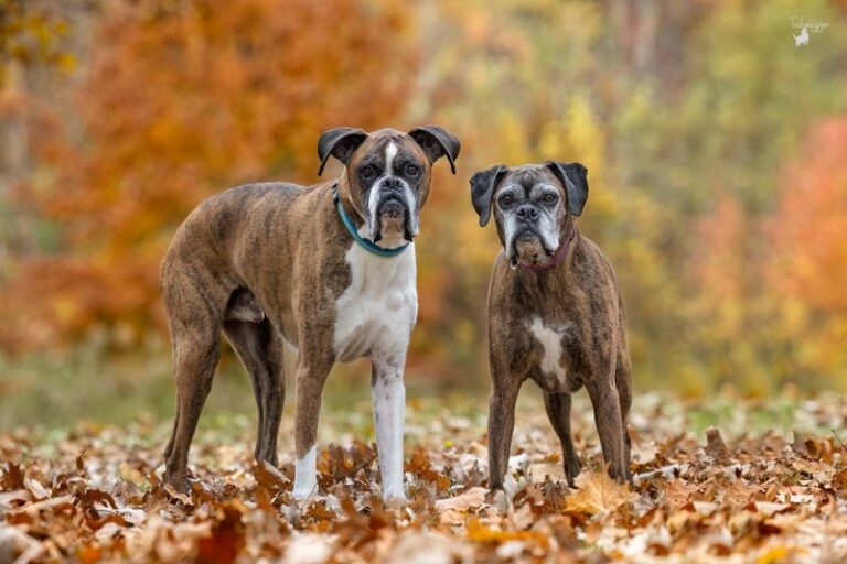 The 23 Most Gentle and Affectionate Dog Breeds That Just Want to Make ...
