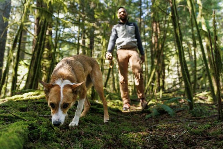 14 Reasons Why Walking Your Dog Is Crucial to Their Health - Epic dogs ...