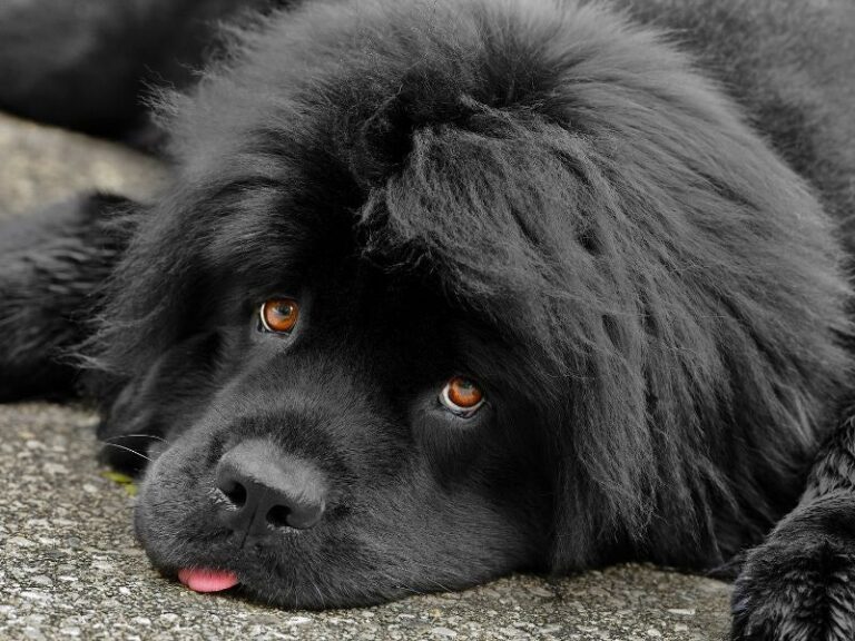 13 Incredibly Soft Dog Breeds That Feel as Good as They Look - Epic ...