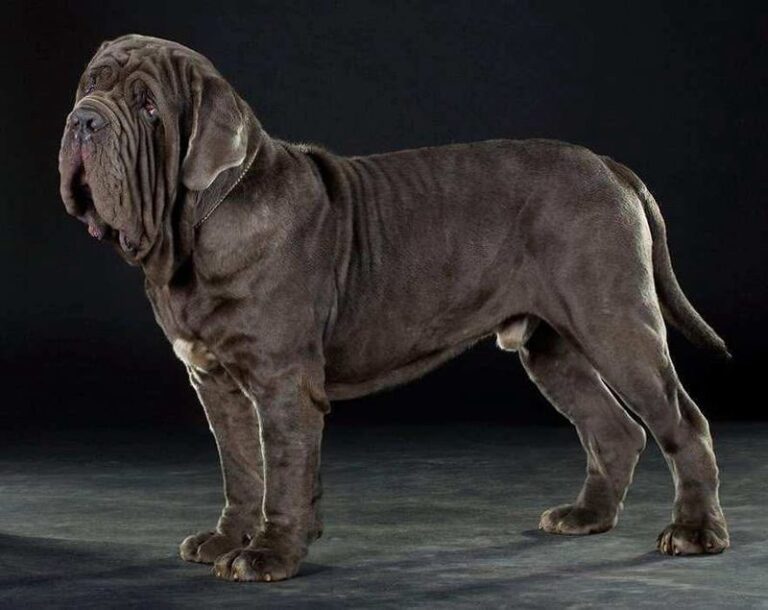The 14 Heaviest Dog Breeds in the World - Some Weigh Over 200 Pounds ...