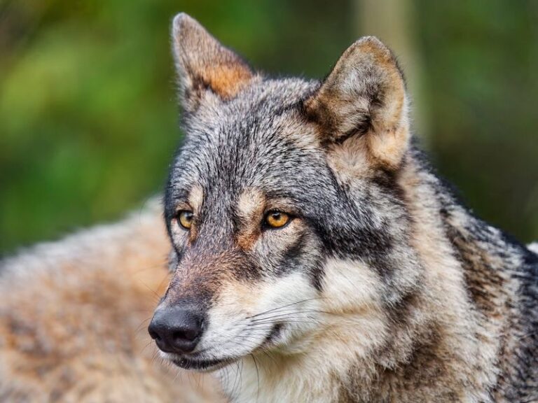 12 Dog Breeds Closest to Wolves (and 5 That Are Best Left to ...