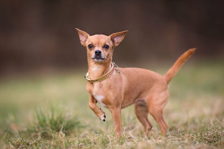 These 17 Dog Breeds Match Your Personality Type - Epic dogs tales