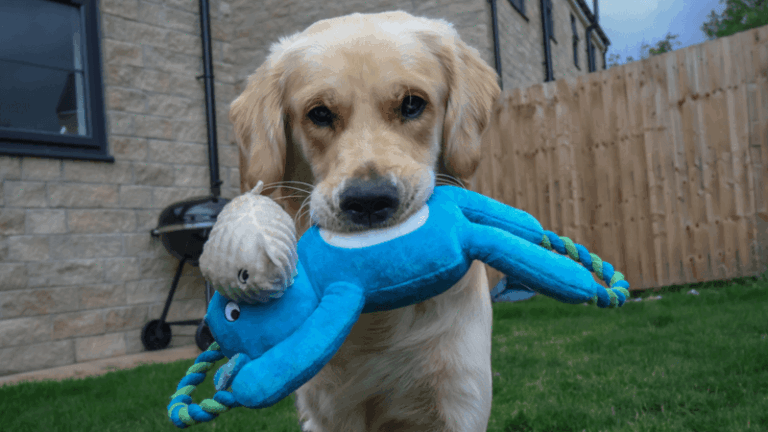 19 Dog Behaviors That Actually Show Affection - Epic dogs tales