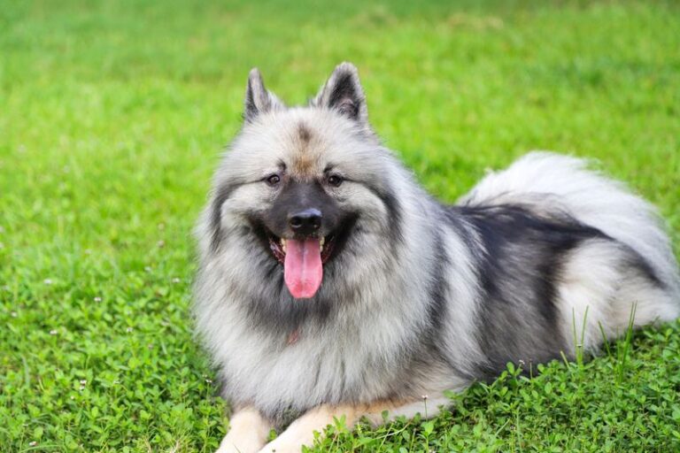 13 Incredibly Soft Dog Breeds That Feel as Good as They Look - Epic ...