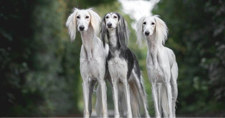 Arizona Vets Just Released List: 19 Dog Breeds Perfect for Desert ...