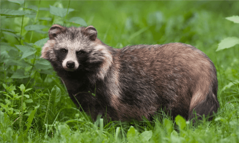 13 Weird and Wild Facts About the Mysterious Raccoon Dog - Epic dogs tales