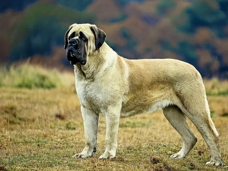 The 14 Heaviest Dog Breeds in the World - Some Weigh Over 200 Pounds ...