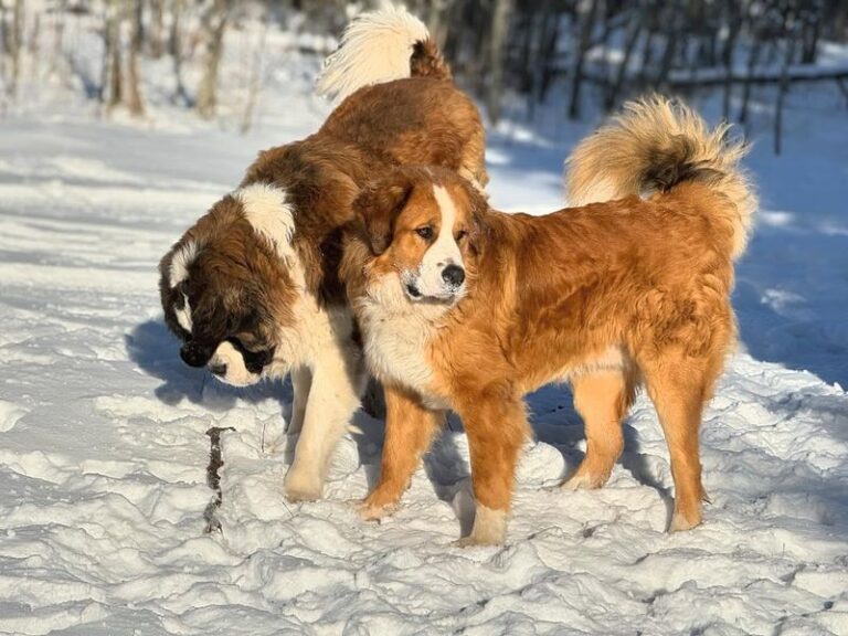 The 25 dog breeds that live the shortest, according to research - Epic ...