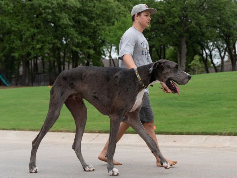The 14 Heaviest Dog Breeds in the World - Some Weigh Over 200 Pounds ...