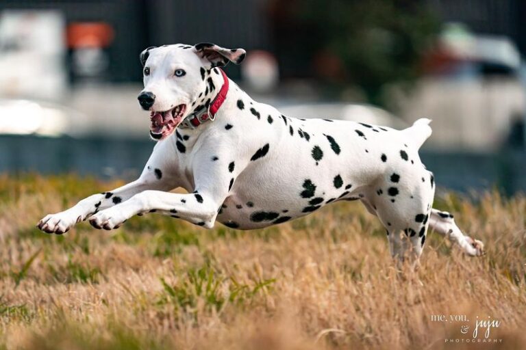 15 Of The Coolest Dog Breeds (And The Traits That Make Them Truly One ...