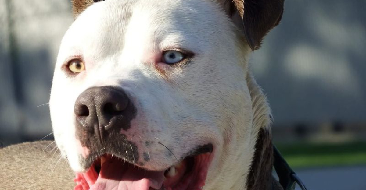 Not Aggressive, Not Broken — These 24 Returned Breeds Are Just ...
