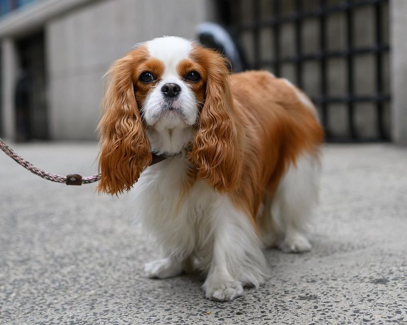 Not Loud, Not Lazy — Just 14 Small Dogs That Are a Joy to Own - Epic ...
