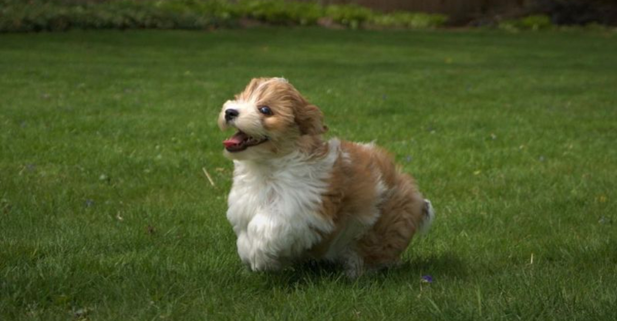 Not Loud, Not Lazy — Just 14 Small Dogs That Are a Joy to Own - Epic ...