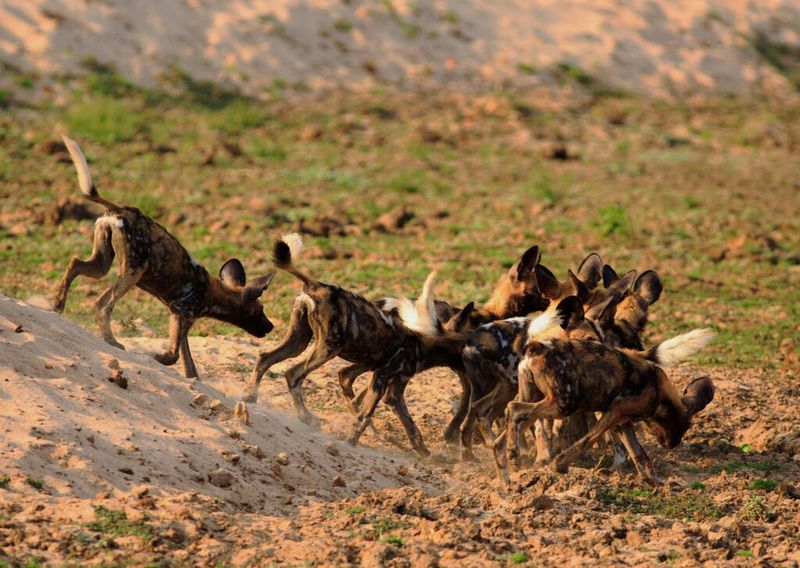 Only 7,000 African Wild Dogs Left — Scientists Race Against Time to ...